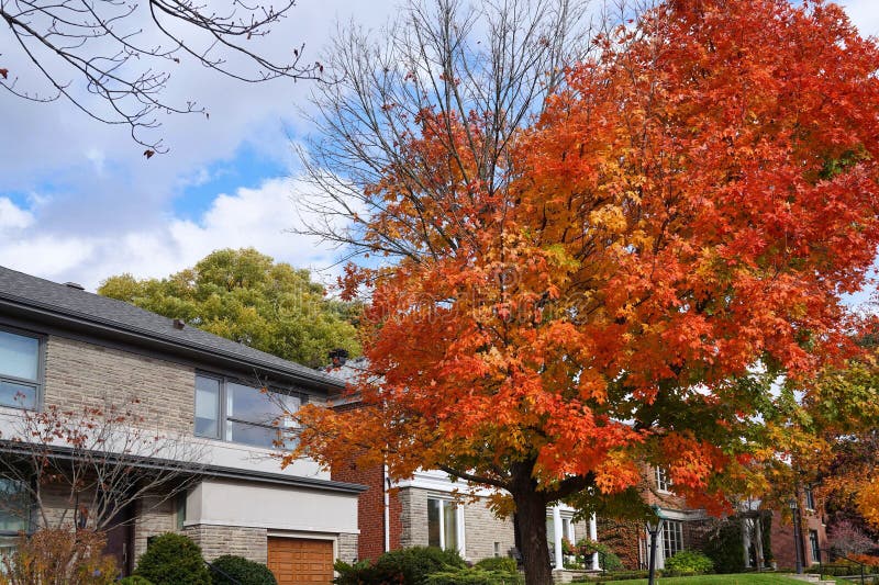 Residential Street with Maple Tree Stock Photo - Image of colors ...