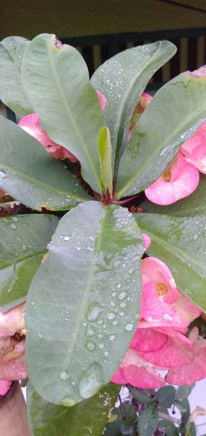 Residual Rainwater on Flowers Stock Image - Image of flower, nature ...