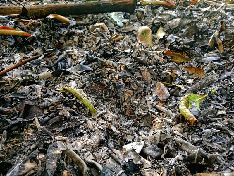 Residue from Burning Organic Waste, Residue from Burning Dry Leaves ...