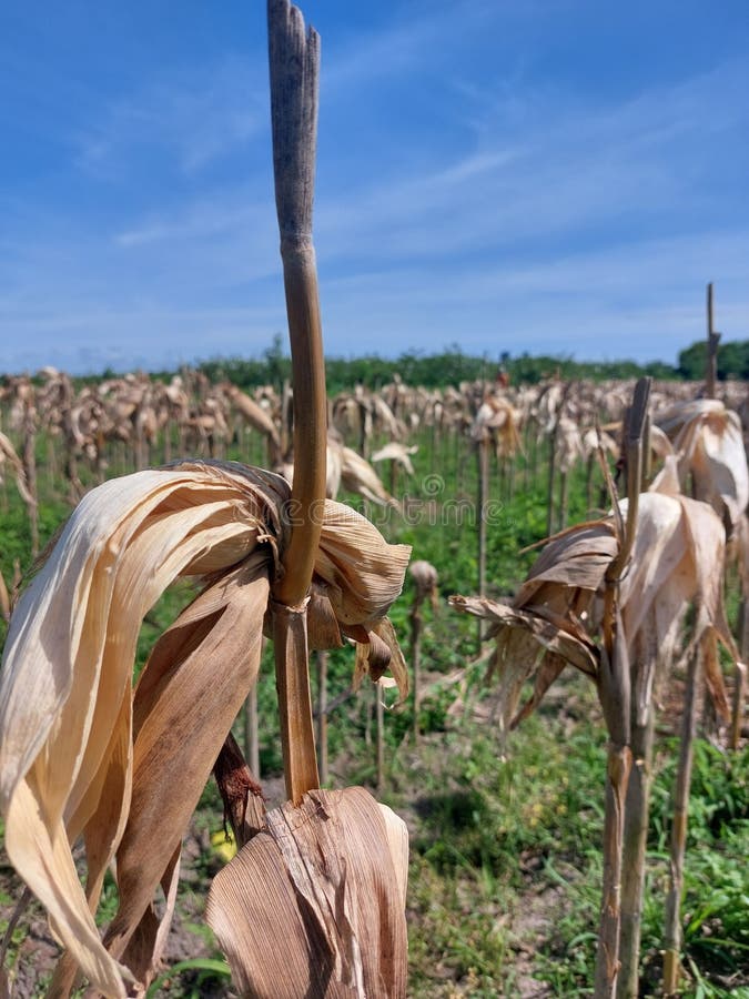 Residue from Corn Husks that Have Been Harvested Stock Image - Image of ...