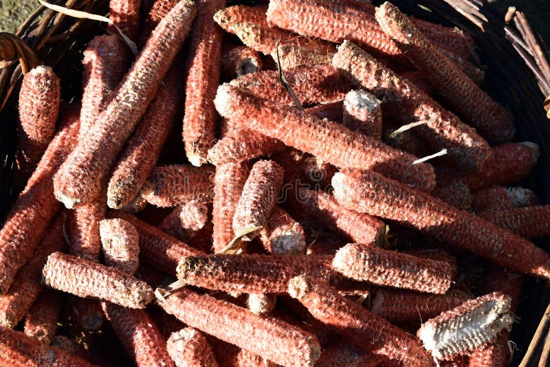 Residue of corn stock image. Image of wallpaper, textures - 168710467