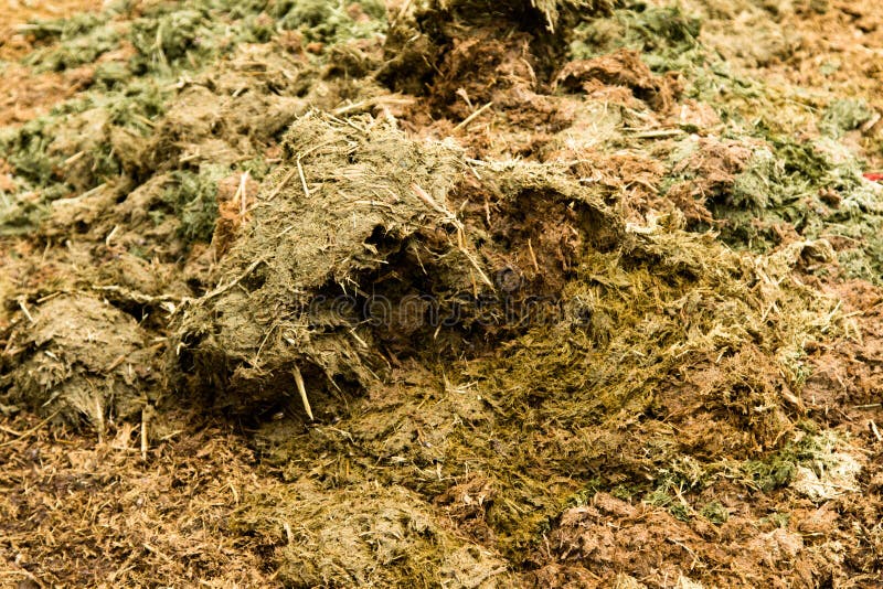 Fresh Cow Shit on the Green Grass Stock Photo - Image of agricultural ...
