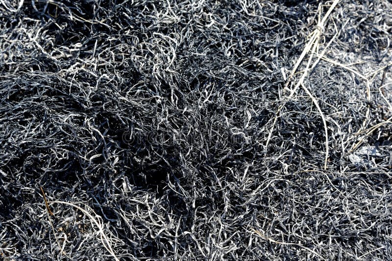 1,503 Burnt Grass Texture Photos - Free & Royalty-Free Stock Photos ...