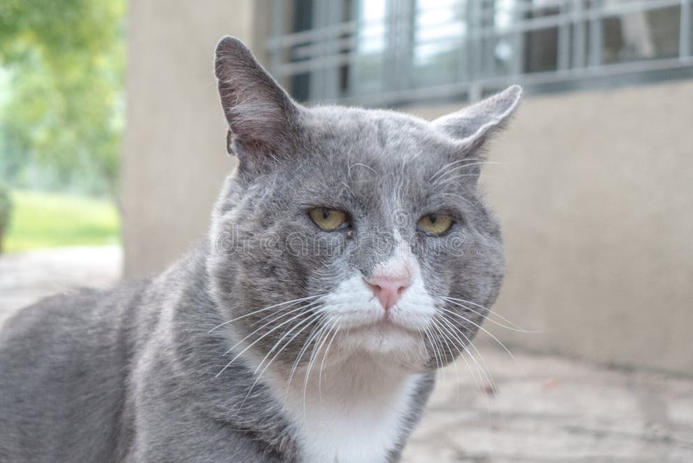 A resigned old cat. stock image. Image of gray, animal - 95205227