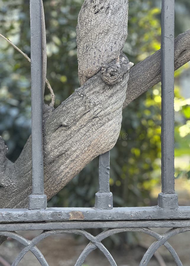 Resilience Concept in an Image Stock Photo - Image of iron, spring ...