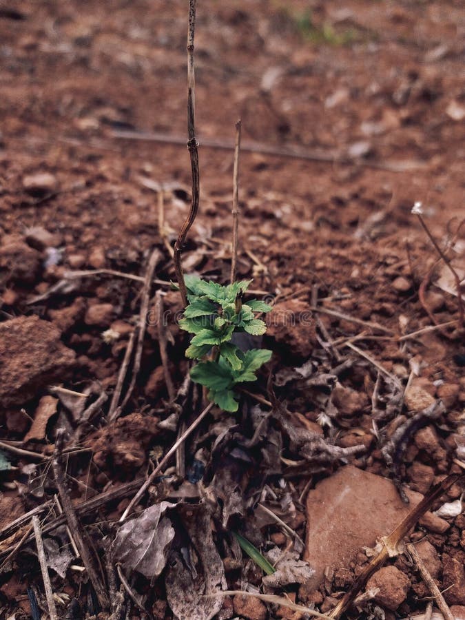Resilience in the wild stock image. Image of plant, harsh - 360659083