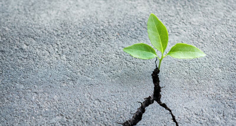 Resilient Plant Growing through Concrete Stock Illustration ...