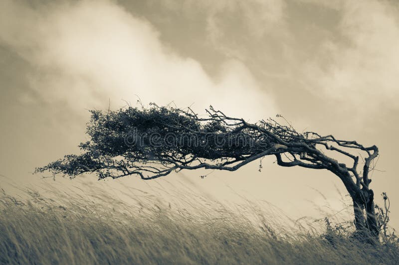 A Resilient Tree Bends in the Wind Stock Photo - Image of stands, bends ...