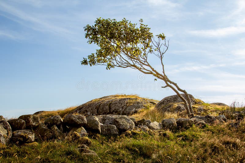 Resilient Tree Grows Sideways Near Rocky Terrain Under a Clear Sky ...