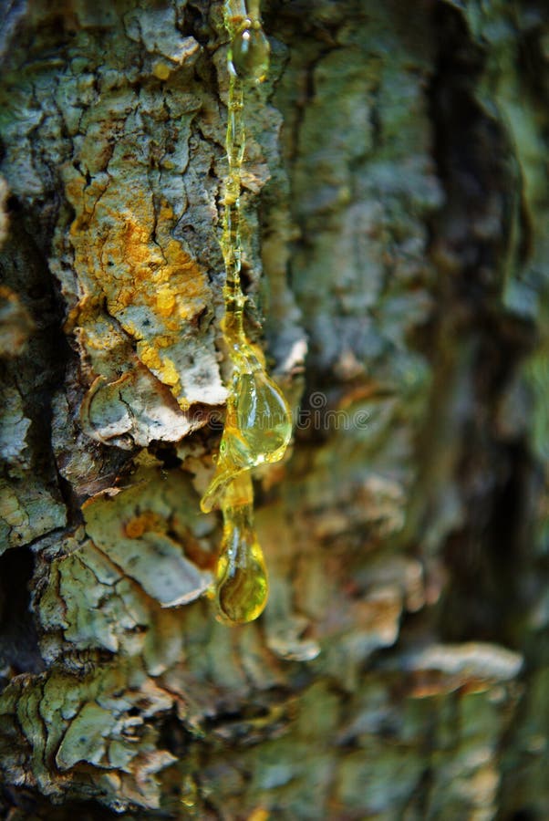 Pine Sap Pitch Resin 1 stock image. Image of golden, brown - 42663