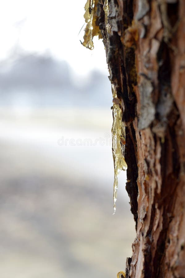 Resin Adhesive on the Trees. Stock Image - Image of bark, resin: 50339977