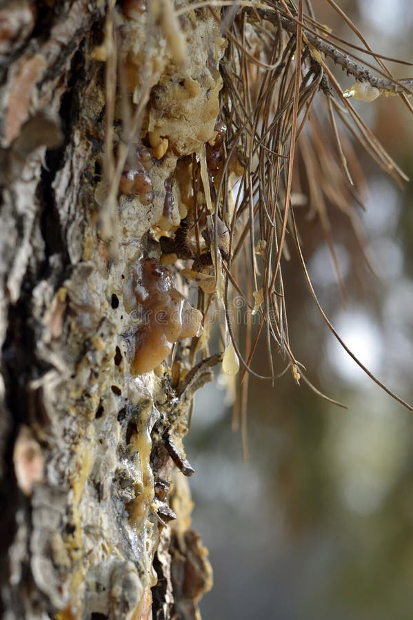 Resin Adhesive on the Trees. Stock Image - Image of transparent ...