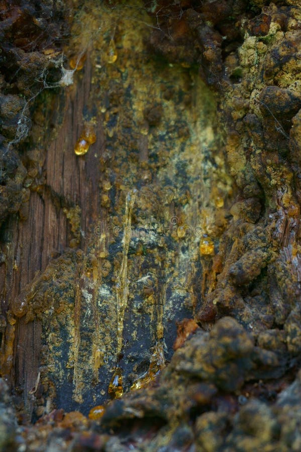 Resin on the Bark of a Spruce Tree, a Natural Background Stock Image ...