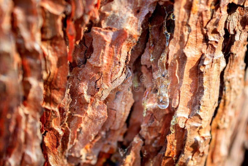 Resin on the Bark of Pine, a Bright Transparent Resin Stock Image ...