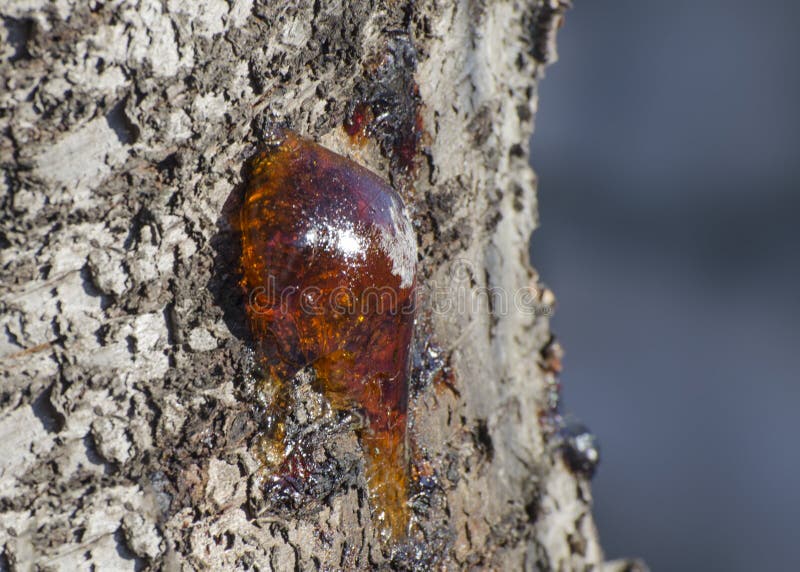 Resin on a Branch of a Fruit Tree, Close Up. a Drop of Resin on an ...