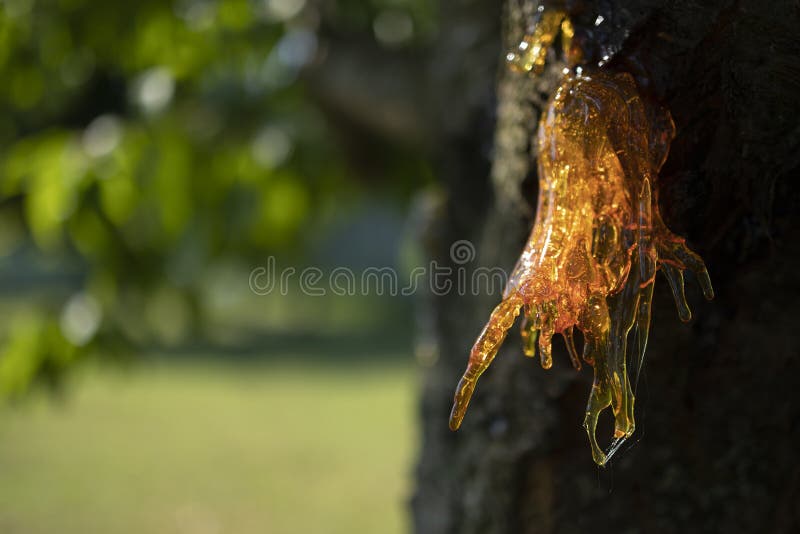 Resin on a cherry tree stock image. Image of wood, wild - 224586893
