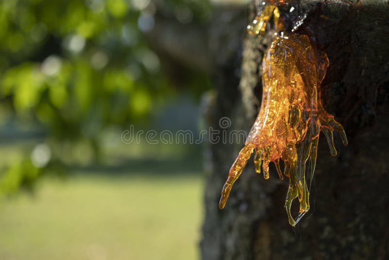 Resin on a cherry tree stock photo. Image of green, amber - 224586904