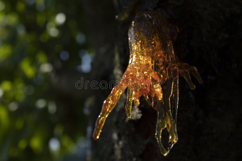Resin on a cherry tree stock photo. Image of wood, insect - 224586914