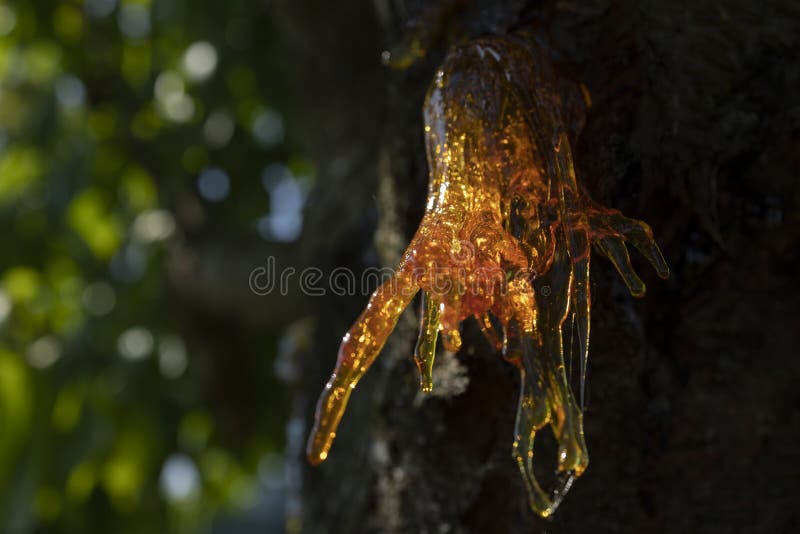 Resin on a cherry tree stock image. Image of natural - 224586925
