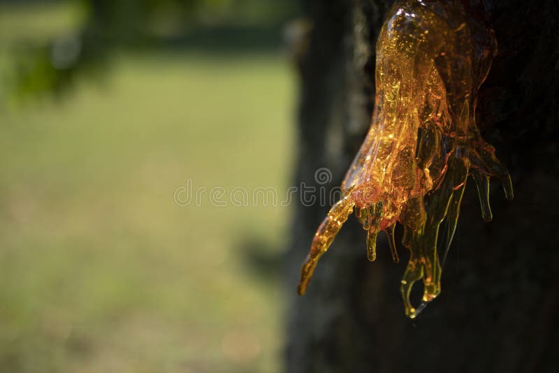 Resin on a cherry tree stock image. Image of brown, forest - 224586955