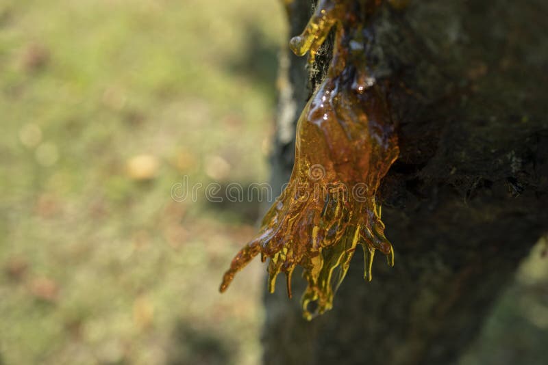 Resin on a cherry tree stock photo. Image of orange - 224586966