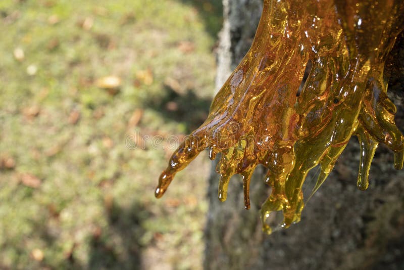 Resin on a cherry tree stock photo. Image of forest - 224587008