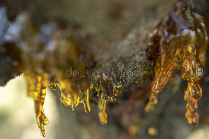 Resin on a cherry tree stock image. Image of small, yellow - 224587023