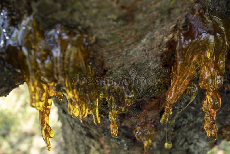 Resin on a cherry tree stock photo. Image of outdoor - 224587034