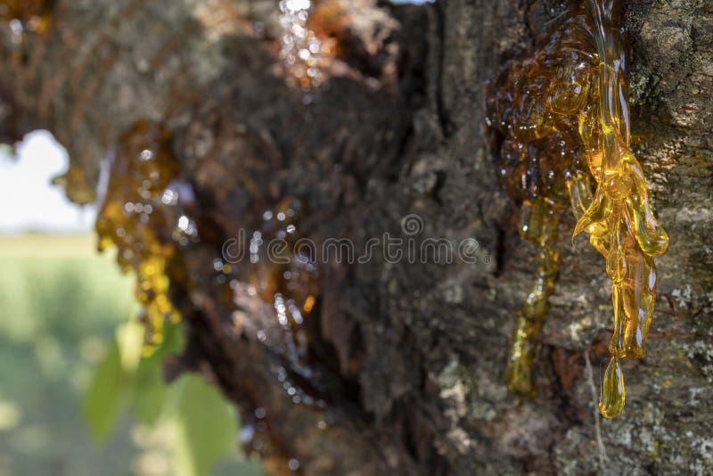 Resin on a cherry tree stock photo. Image of tree, amber - 224587110