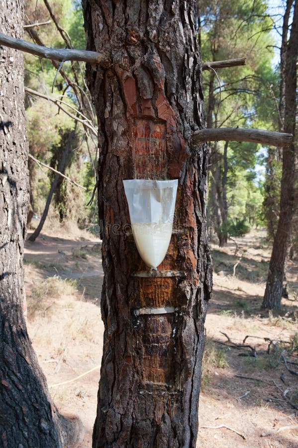 Resin collecting stock photo. Image of collect, trunk - 22264874