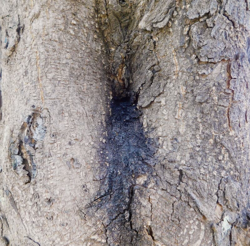 Resin coming out of a tree stock photo. Image of amber - 101208696