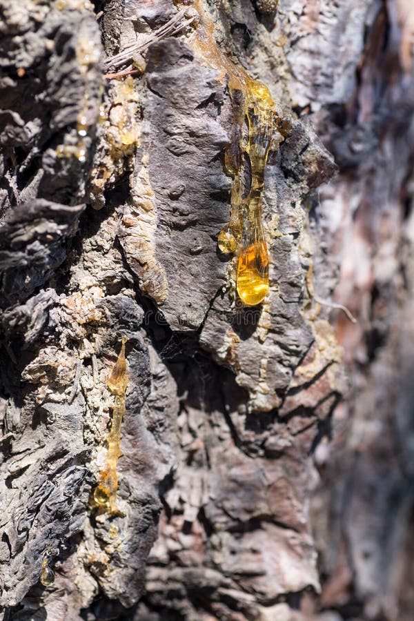 Coniferous resin stock image. Image of sunny, seed, coniferous - 34364921