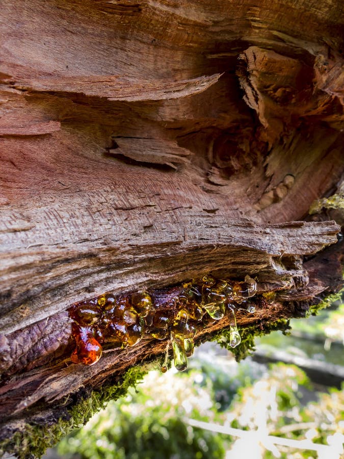 Resin stock image. Image of forest, resin, color, stump - 64310829