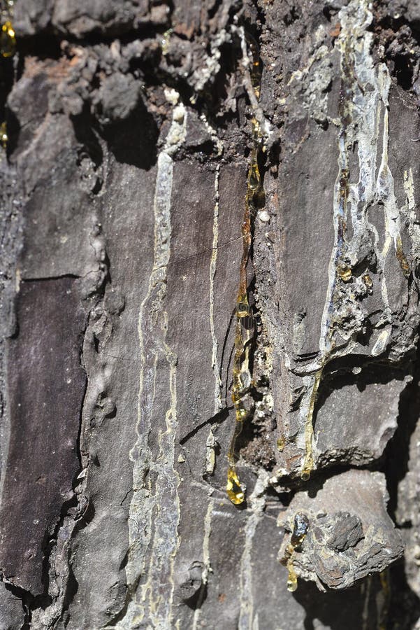 Resin Dripping from the Bark of a Mediterranean Pine Stock Photo ...