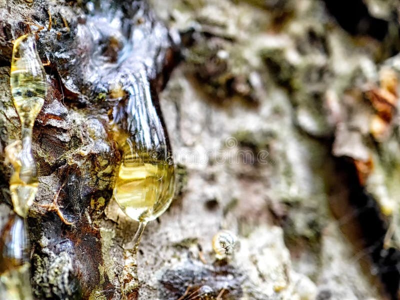 Resin Dripping from the Bark of a Tree in a Forest during Daylight ...