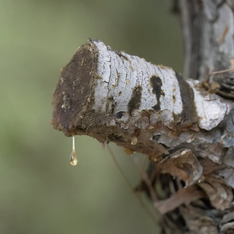 Resin Dripping from a Branch Stump Stock Photo - Image of nature ...
