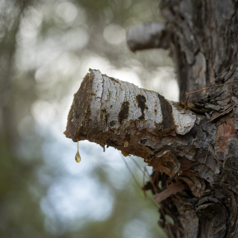 Resin Dripping from a Branch Stump Stock Photo - Image of protection ...