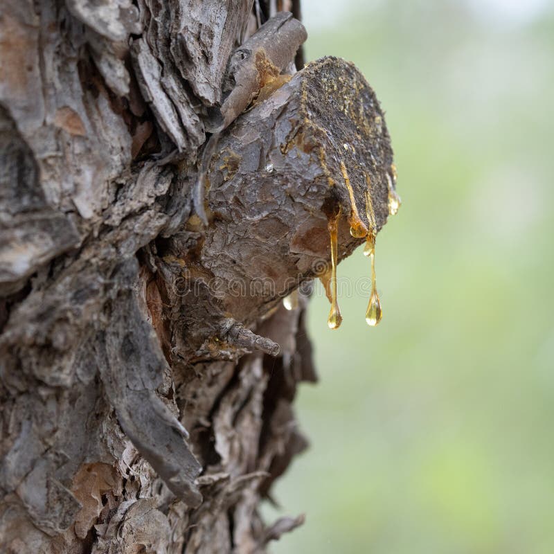 Resin Dripping from a Branch Stump Stock Photo - Image of pine ...