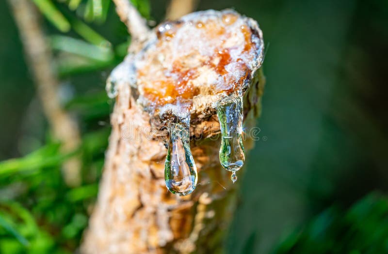 Resin Drips From A Tree Stock Image Image Of Sunlight 280147951
