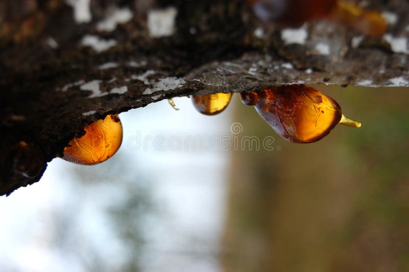 Solid Amber Resin Drops on a Cherry Tree Trunk. Stock Image - Image of ...