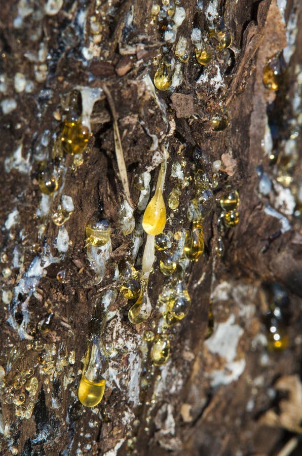Resin drops stock image. Image of wood, resin, tree, drop - 40755391