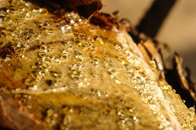 Resin drops / amber stock photo. Image of resin, orange - 11289406