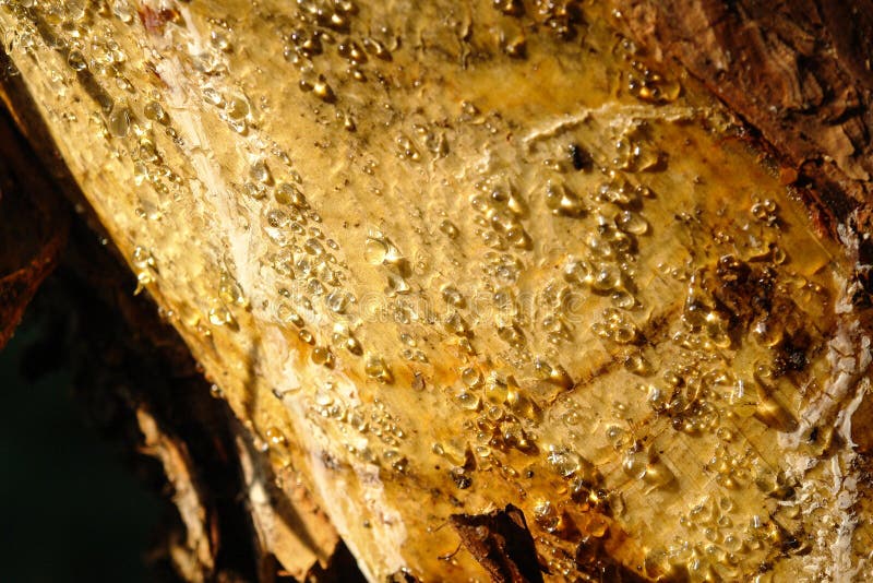 Resin drops / amber stock photo. Image of resin, orange - 11289406