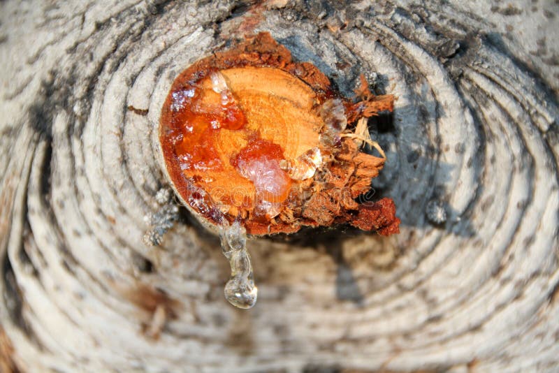 Resin drops / amber stock photo. Image of resin, orange - 11289406