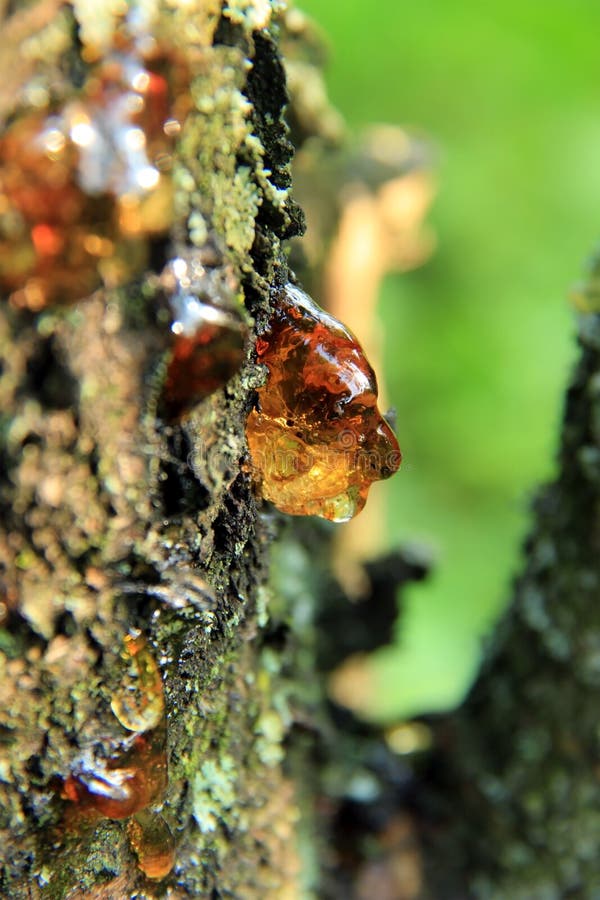 Resin Drops on a Tree with Sunlight Stock Image - Image of round, bark ...