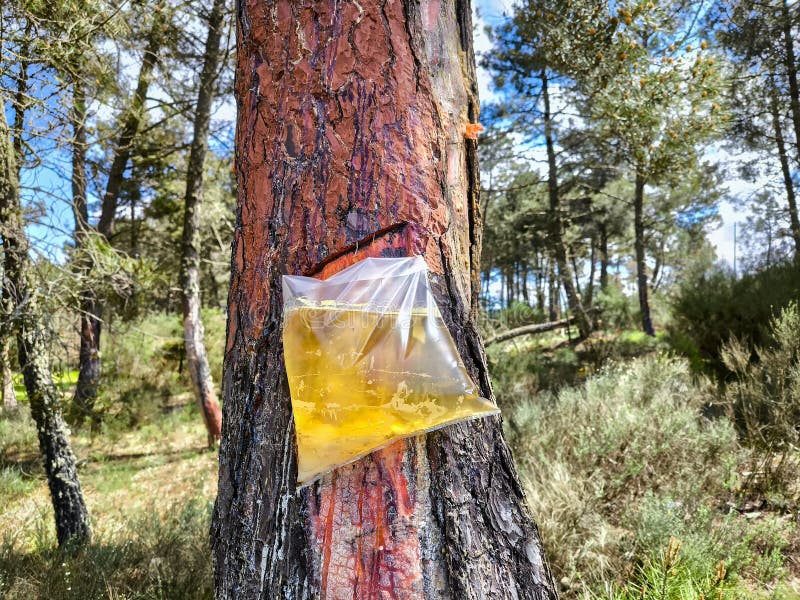 102 Resin Extraction From Pine Trees Stock Photos - Free & Royalty-Free ...
