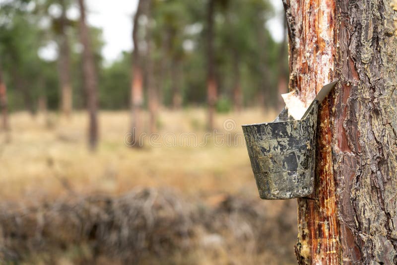 Resin Extraction in a Resin Pine Forest Stock Photo - Image of ...