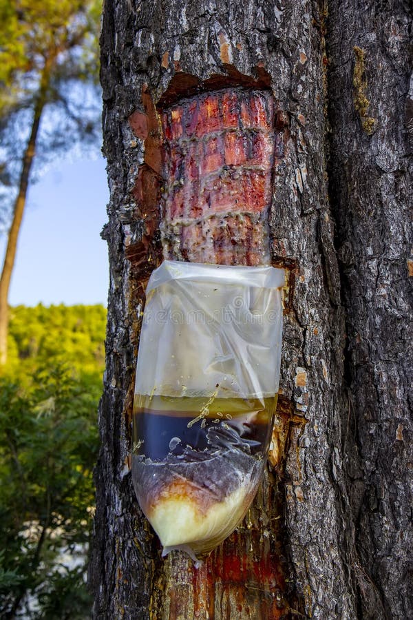 Resin Extraction of Pine Tree Stock Image - Image of forestry, dense ...