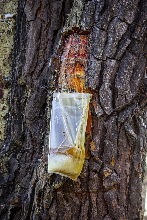 Resin Extraction of Pine Tree Stock Photo - Image of aromatic, natural ...