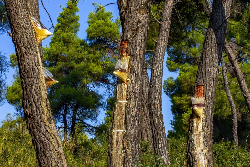 Resin Extraction of Pine Tree Stock Photo - Image of pine, dense: 240278272